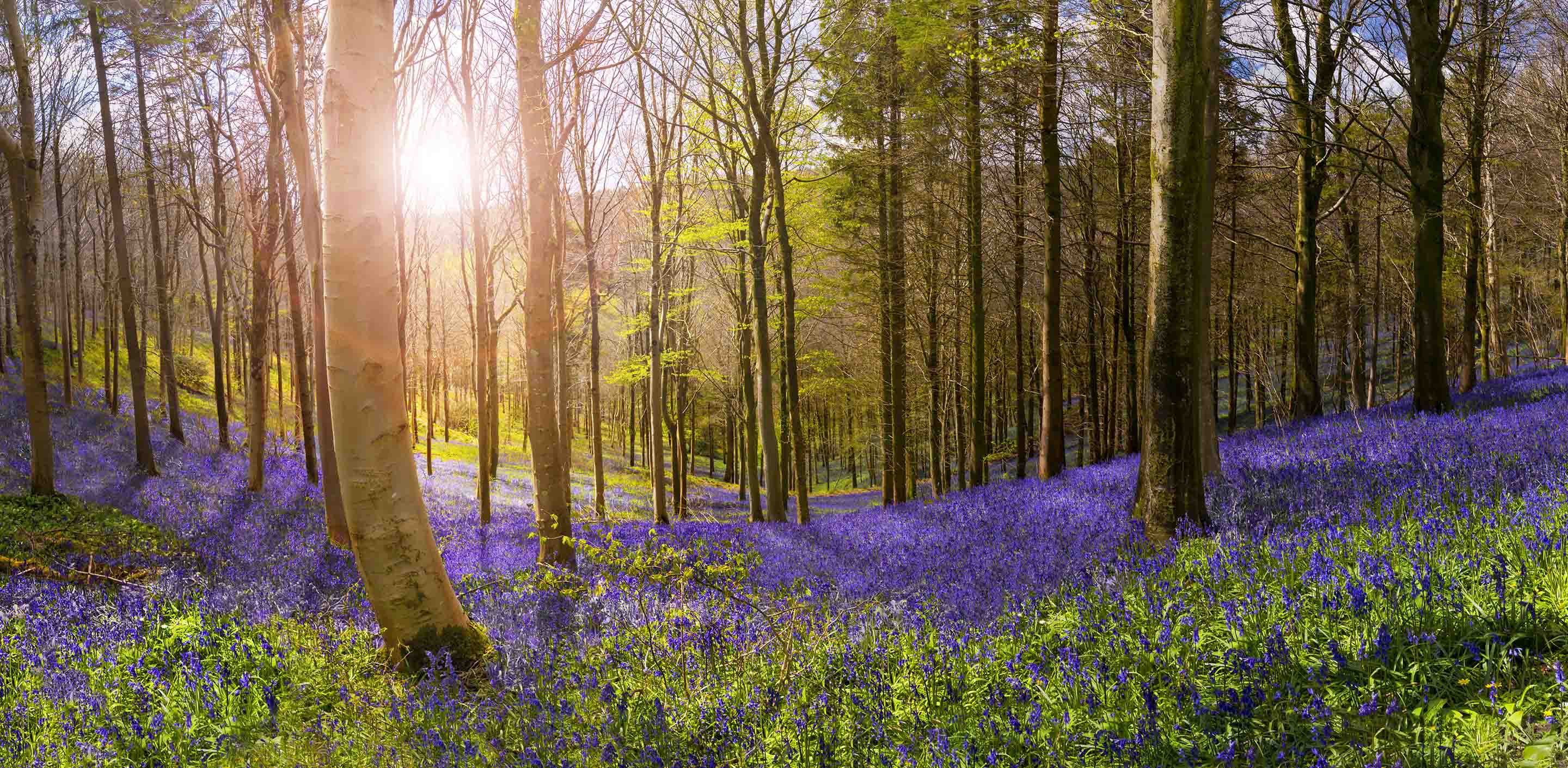 Native Trees and Plants in Dorset – Heartwood Tree Management