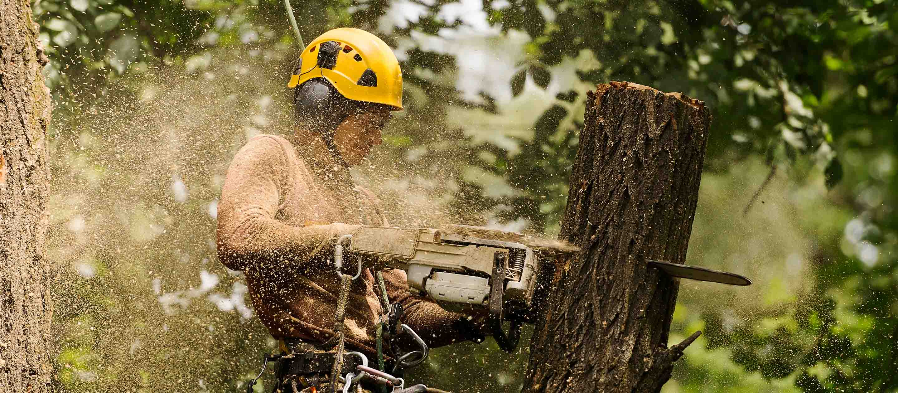 Expert Tree Surgeon Services in Dorset – Heartwood Tree Management