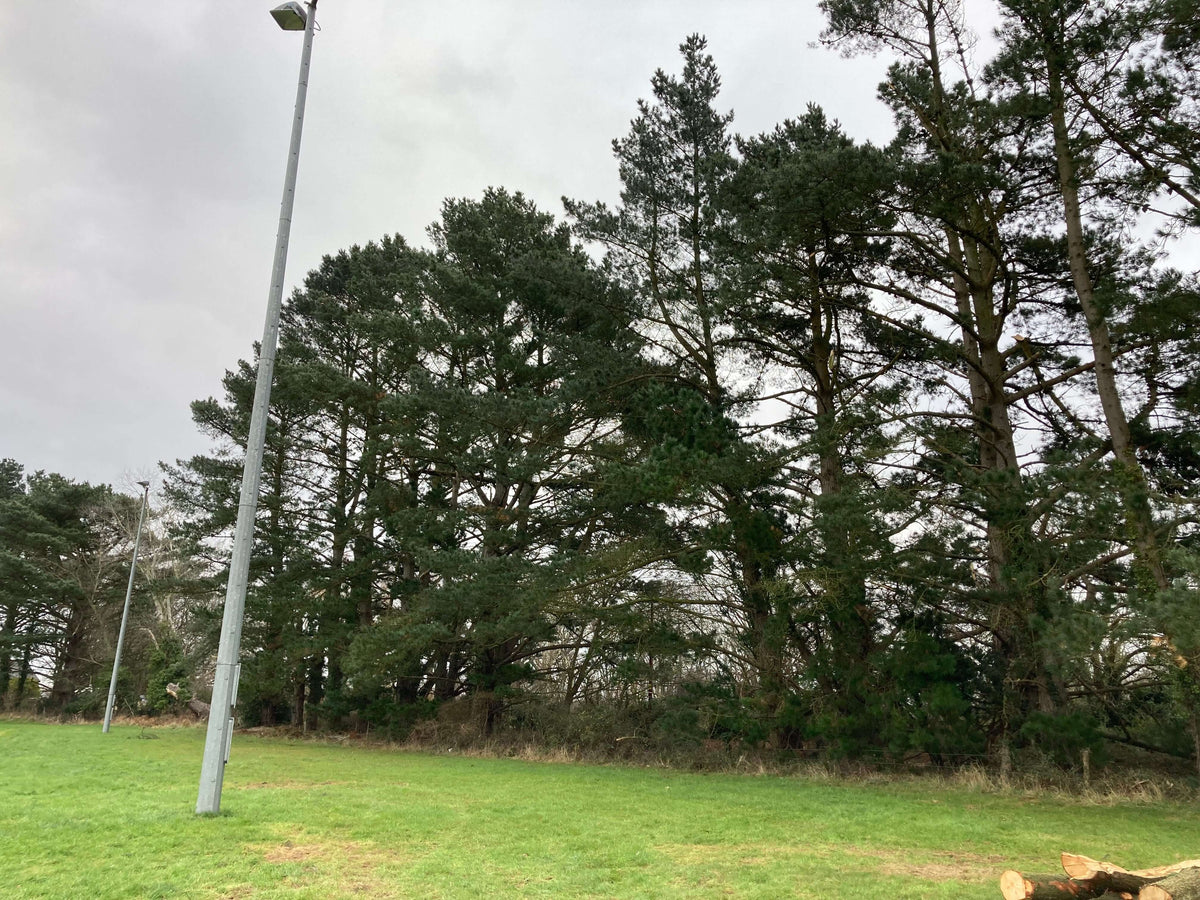 Tree Preservation Orders (TPOs) in Dorset – Heartwood Tree Management