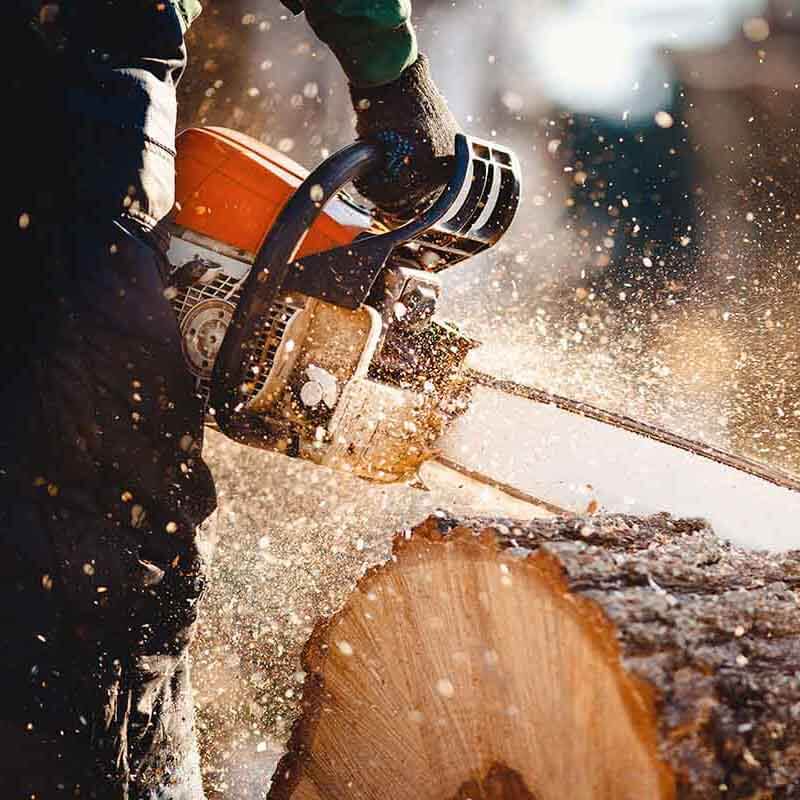 Professional Tree Surgeon - Dorset – Heartwood Tree Management